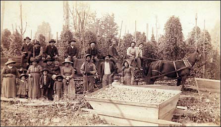 The Hop Industry in the Puyallup Valley